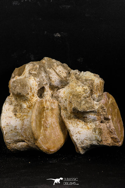 Museum Grade Association 2 Elasmosaurus (Zarafasaura oceanis) Vertebrae ...