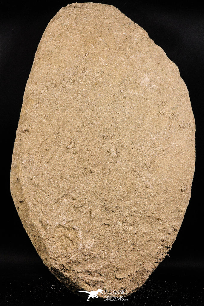 Museum Grade 16.14 Inch Dyrosaurus phosphaticus Limb (Radius-Ulna ...