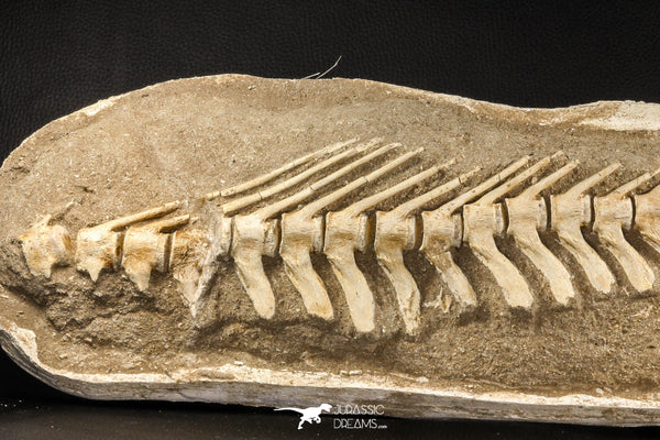 Museum Grade 18.90 Inch Halisaurus arambourgi (Mosasaur) Partial Tail ...