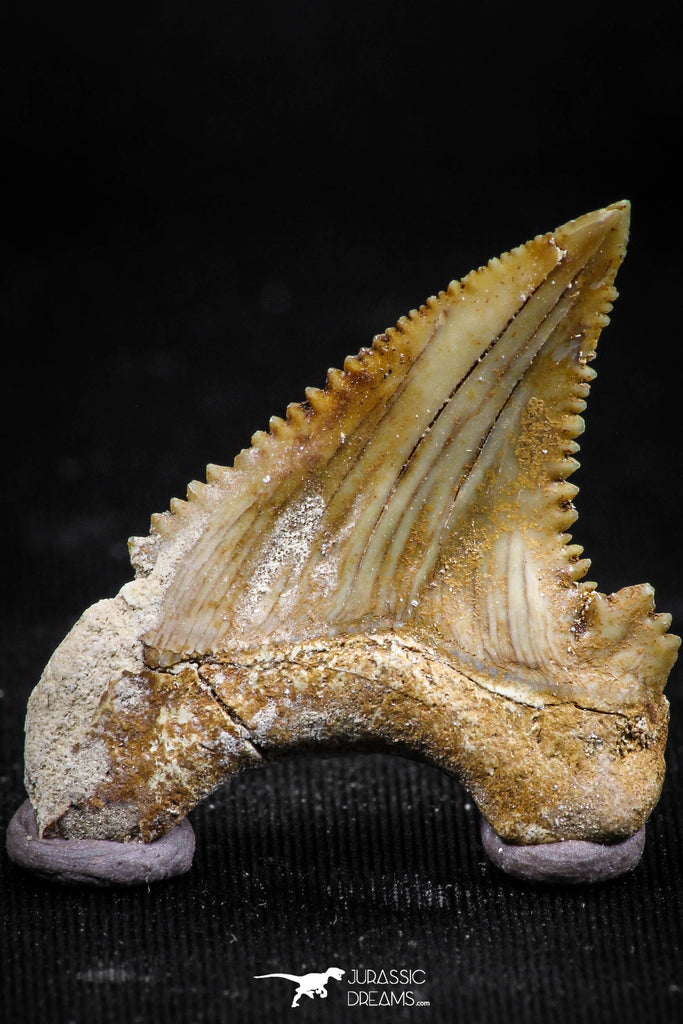 Beautiful 1.25 Inch Palaeocarcharodon orientalis (Pygmy white Shark ...