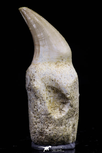 Top Quality 1.59 Inch Rooted Halisaurus walkeri (Mosasaur) Tooth ...