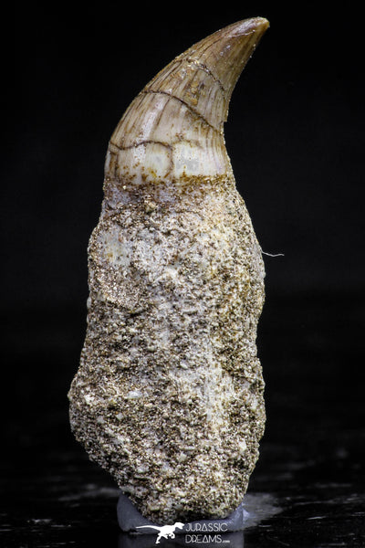 Top Quality 1.47 Inch Rooted Halisaurus walkeri (Mosasaur) Tooth ...