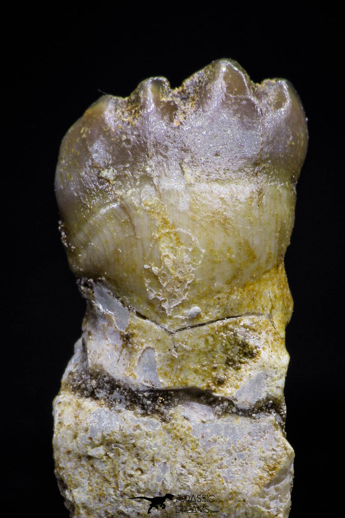 Top Rare 1.43 Inch Stephanodus sp Incisor Tooth in Jaw Bone Late ...
