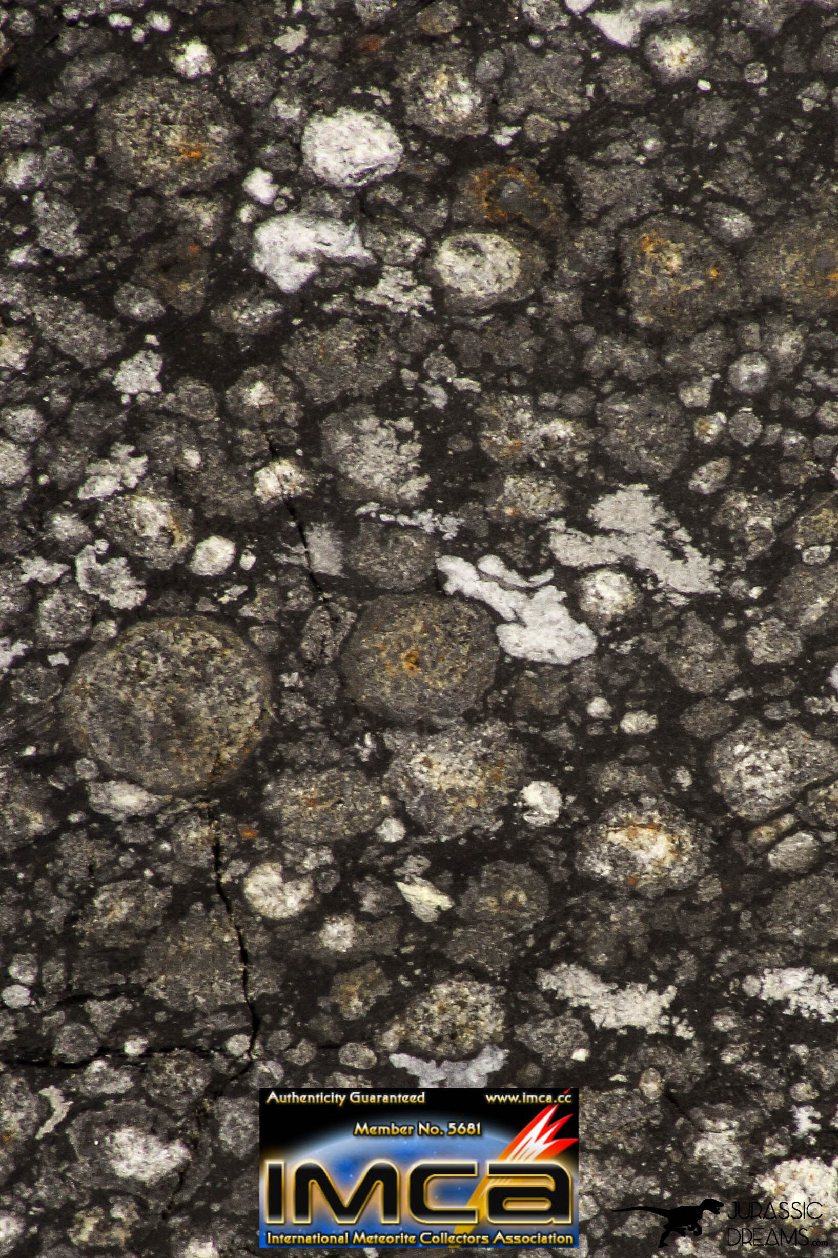 Top Rare Polished Thin Section NWA Carbonaceous Chondrite CV3 Type 7. ...