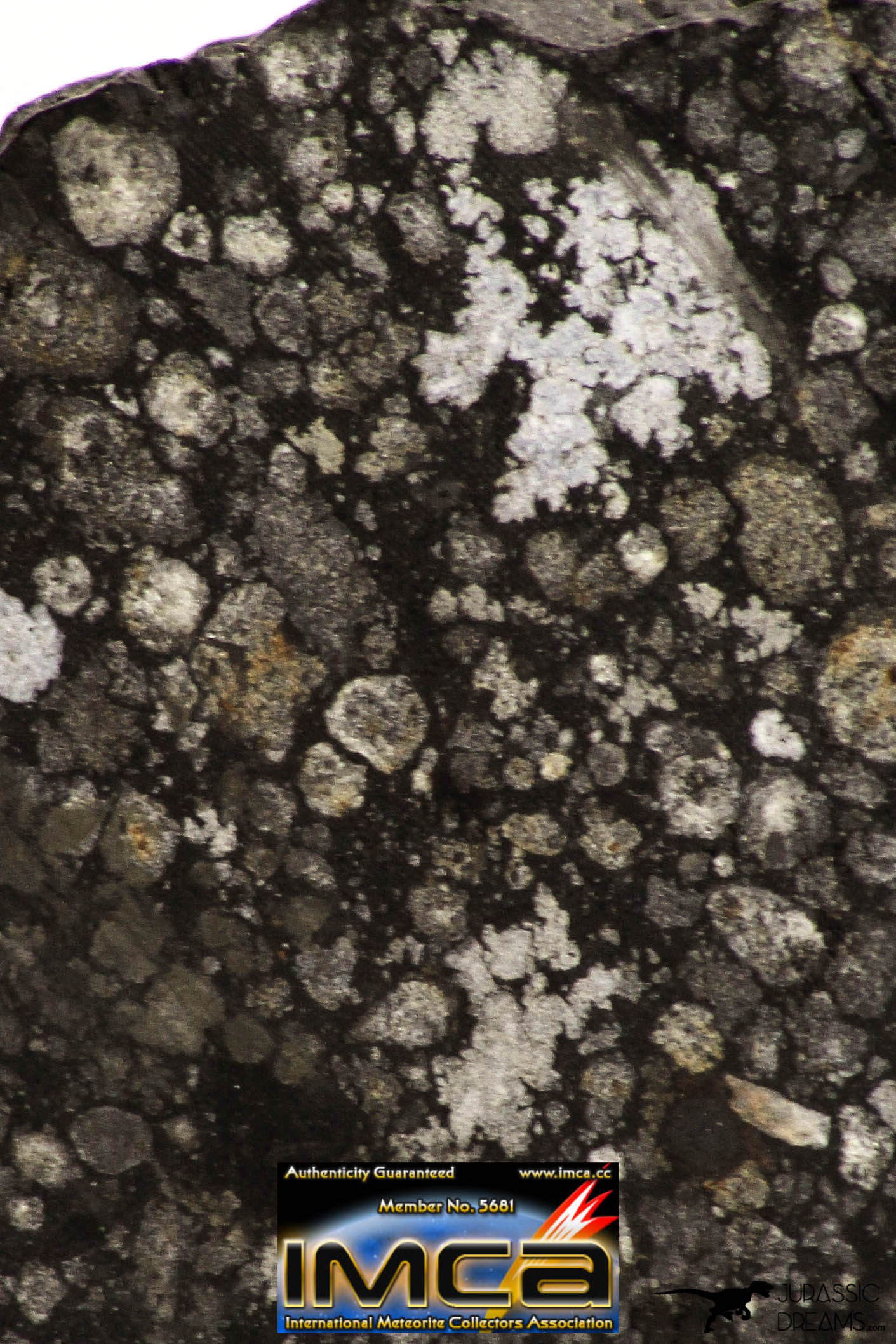 Top Rare Polished Thin Section NWA Carbonaceous Chondrite CV3 Type 6. ...