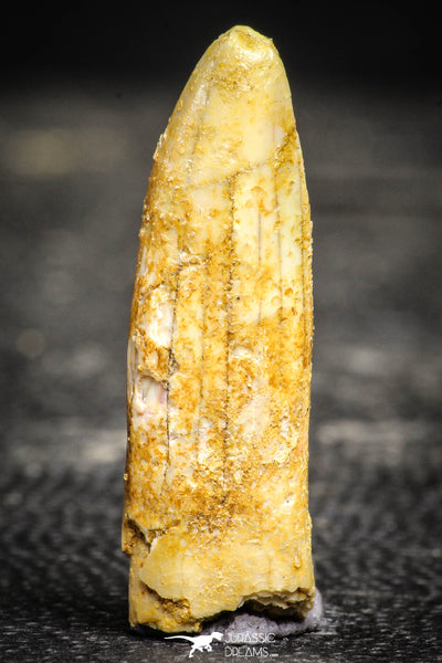 Well Preserved 1.33 Inch Rebbachisaurus Diplodocoid Sauropod Dinosaur ...