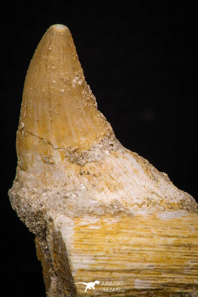 07792 - Top Beautiful 1.96 Inch Platecarpus ptychodon (Mosasaur ...