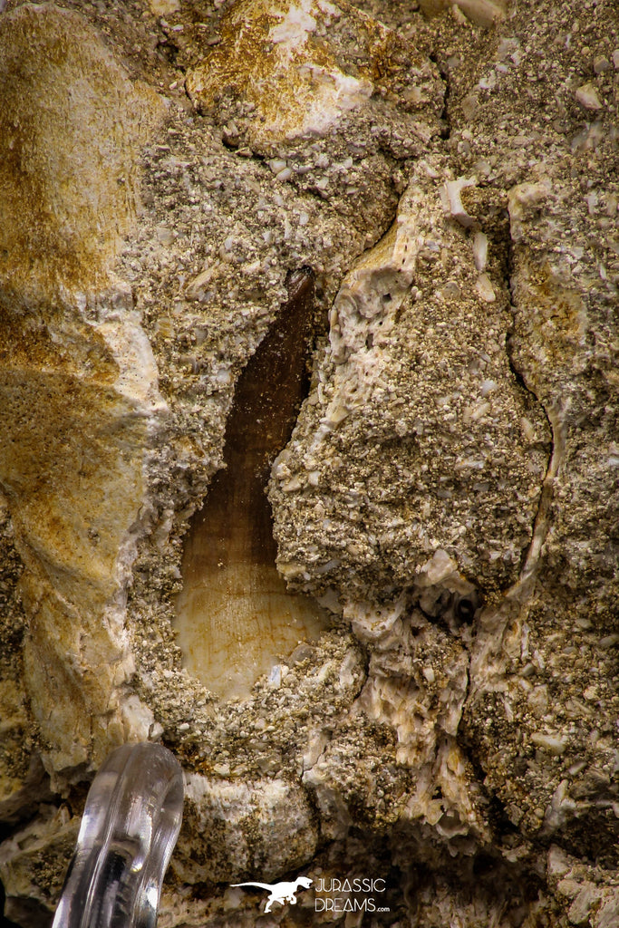 Top Quality Halisaurus arambourgi (Mosasaur) Premaxillary Nose Bone ...