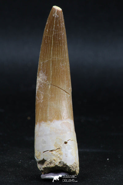 Nicely Preserved 2.47 Inch Partially Rooted Elasmosaur (Zarafasaura ...
