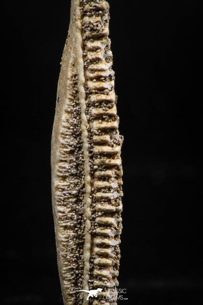 Beautiful 1.66 Inch Myliobatis Stingray Dental Plate Paleocene ...