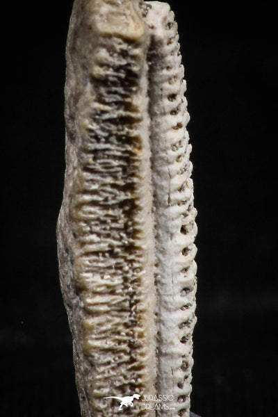 Nice 1.04 Inch Myliobatis Stingray Dental Plate Paleocene – Jurassic ...