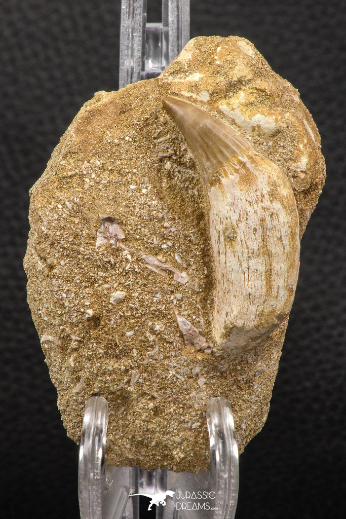 Nicely Preserved 1.86 Inch Platecarpus ptychodon (Mosasaur) Rooted ...