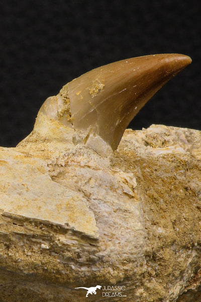 Top Quality 1.96 Inch Rooted Halisaurus walkeri (Mosasaur) Tooth in Jaw ...