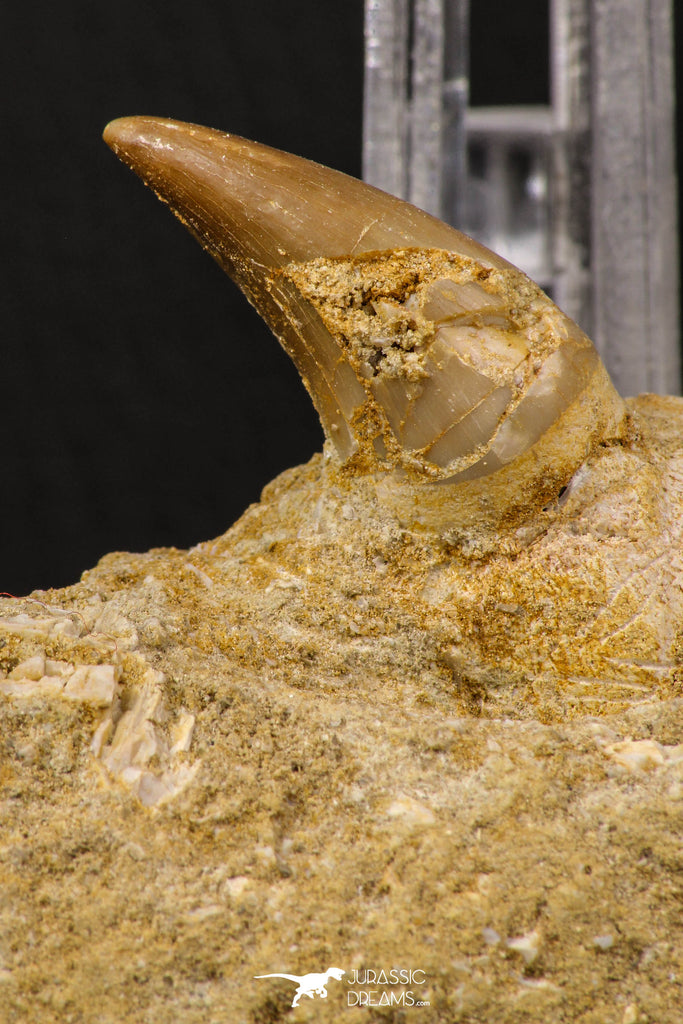 Top Quality 1.96 Inch Rooted Halisaurus walkeri (Mosasaur) Tooth in Jaw ...