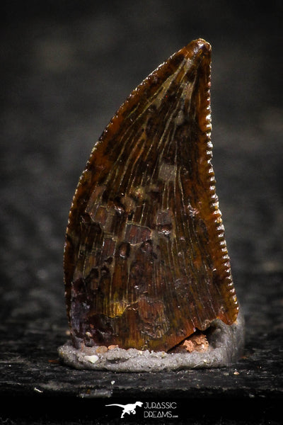 Well Preserved 0.54 Inch Dromaeosaur Raptor Tooth Cretaceous KemKem ...