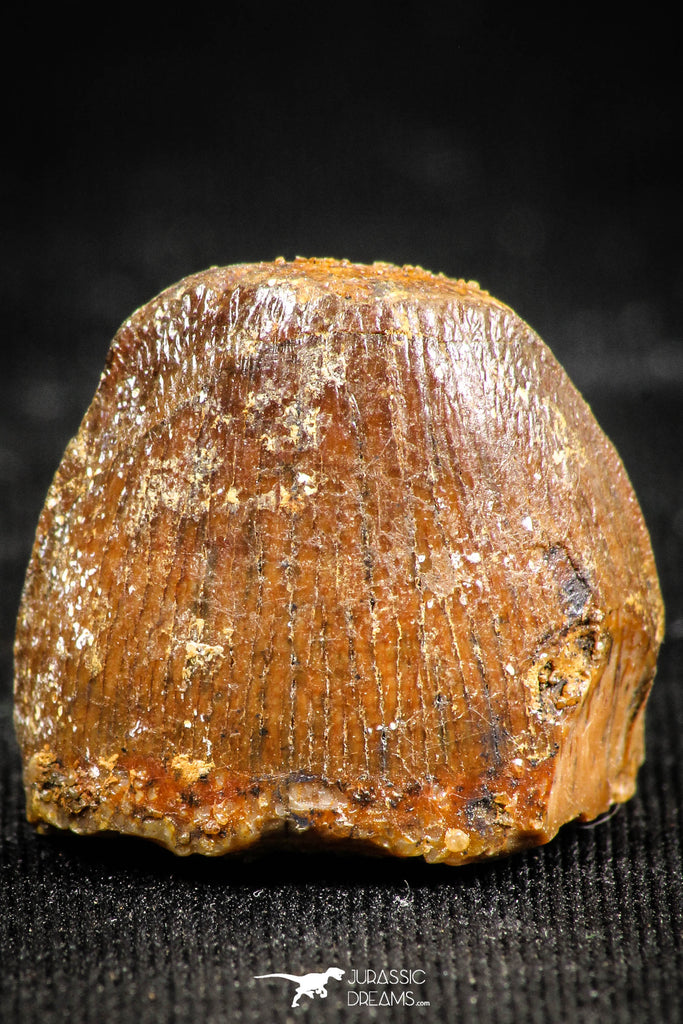 Top Beautiful 0.64 Inch Hamadasuchus rebouli Crocodile Tooth Cretaceous ...