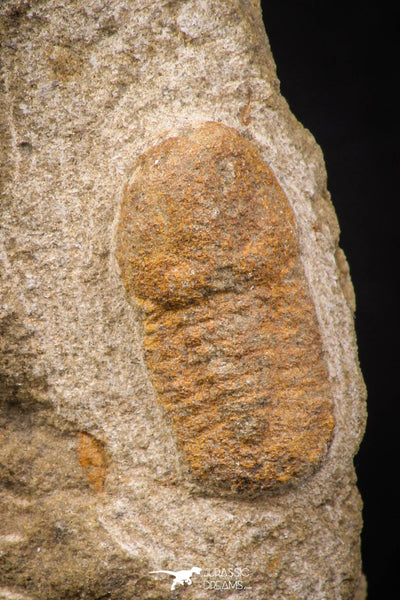 Beautiful 0.70 Inch Cyclopyge sibilla Upper Ordovician Trilobite ...