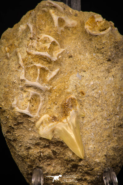Finest Association Cretolamna (mackerel shark) Tooth + Enchodus ...