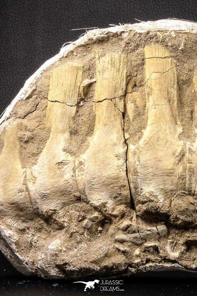 Museum Grade 17.32 Inch Unidentified Mosasaur 10 Associated Vertebrae ...