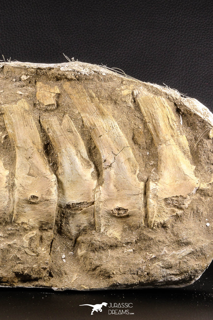 Museum Grade 17.32 Inch Unidentified Mosasaur 10 Associated Vertebrae ...
