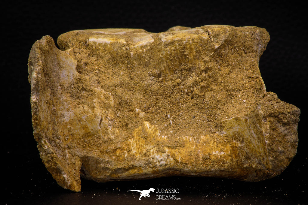 Beautiful 4.74 Inch Elasmosaurus (Zarafasaura oceanis) Partial Vertebra ...