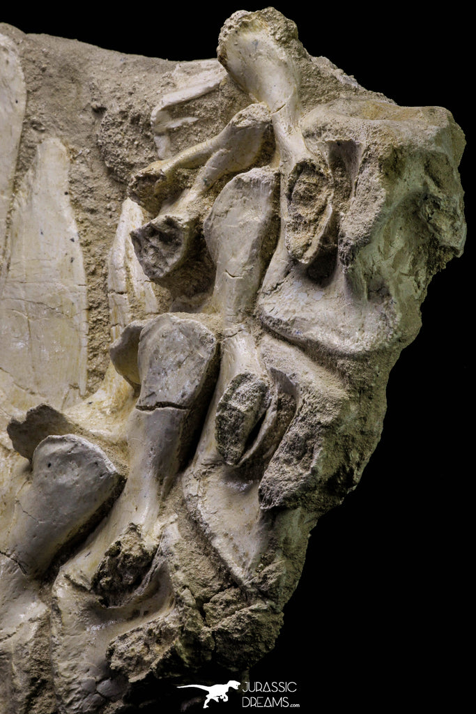 Museum Grade 17.28 Inch Dyrosaurus phosphaticus 6 Vertebrae Bones ...