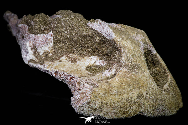 Top Rare 6.14 Inch Euclastes sp Paleocene Sea Turtle Skull – Jurassic ...
