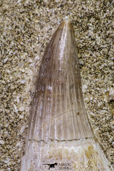 Nicely Preserved 2.02 Inch Platecarpus ptychodon (Mosasaur) Rooted ...