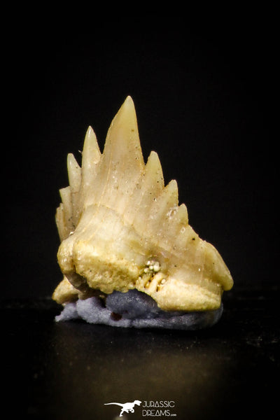 Well Preserved 0.44 Inch Ginglymostoma sp Nurse Shark Teeth Paleocene ...