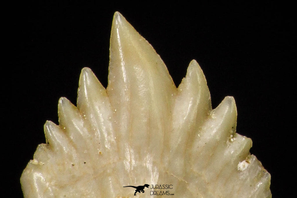 Well Preserved 0.44 Inch Ginglymostoma sp Nurse Shark Teeth Paleocene ...