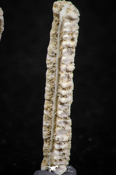 Great Collection of 2 Myliobatis Stingray Dental Plates Paleocene ...