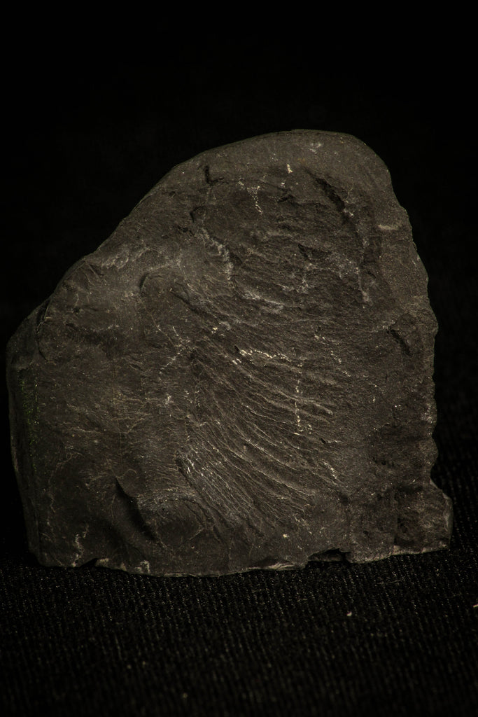 Pyritized Triarthrus Trilobite With Appendages - Ordovician New York ...