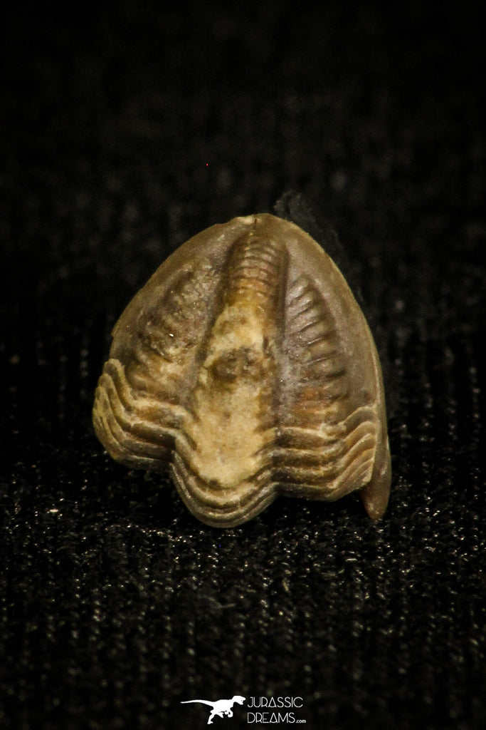 Extremely Rare 0.38 Inch Ditomopyge decurata Permian Trilobite - Kansas ...