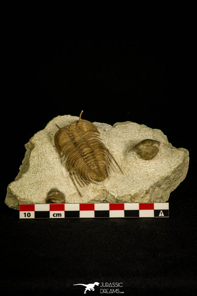 Museum Grade Cybele panderi Middle Ordovician Trilobite Russia ...