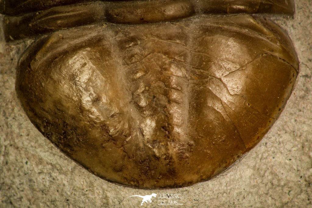 Nicely Preserved Asaphus expansus Middle Ordovician Trilobite Russia ...