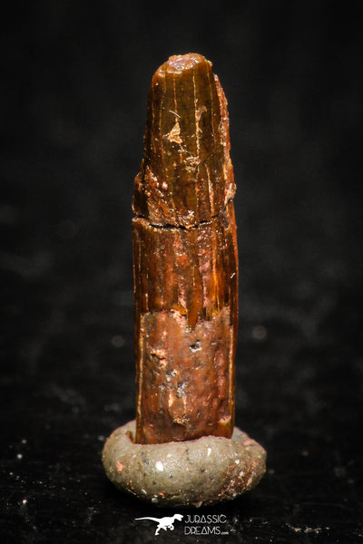 Well Preserved 0.66 Inch Rebbachisaurus Diplodocoid Sauropod Dinosaur ...