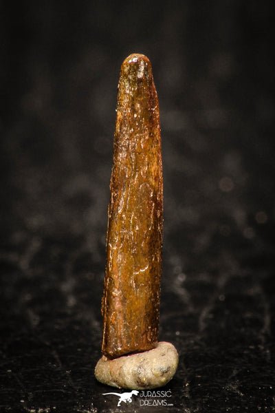 Well Preserved 0.63 Inch Rebbachisaurus Diplodocoid Sauropod Dinosaur ...
