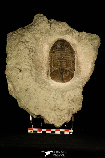 Beautiful Asaphus raniceps Middle Ordovician Trilobite Russia ...