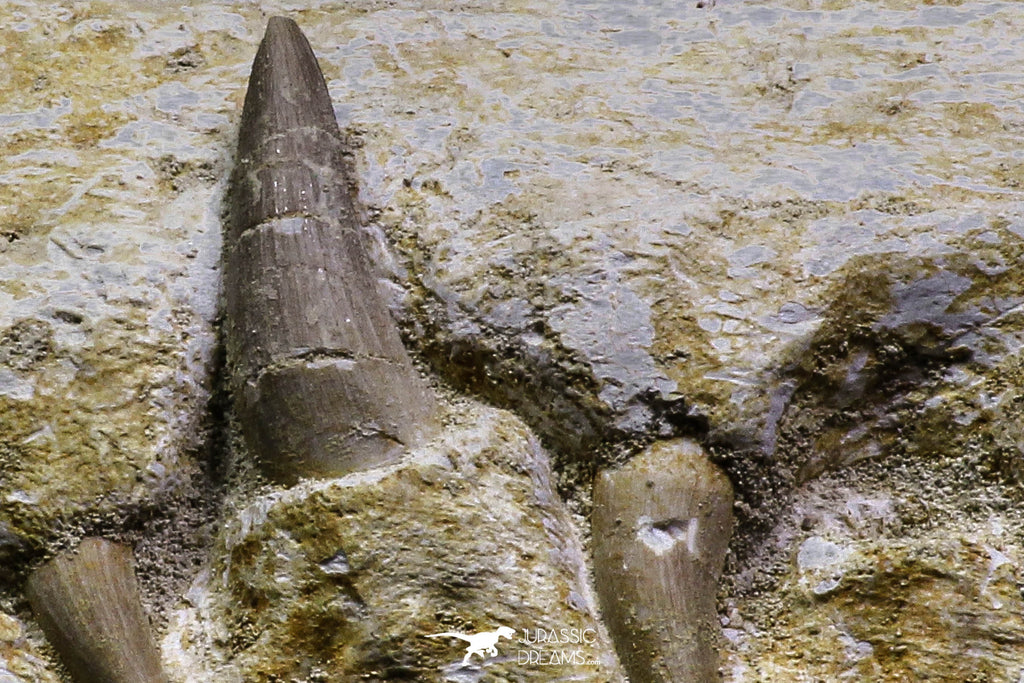 Museum Grade 7.67 Inch Dyrosaurus phosphaticus Fully Articulated Nose ...