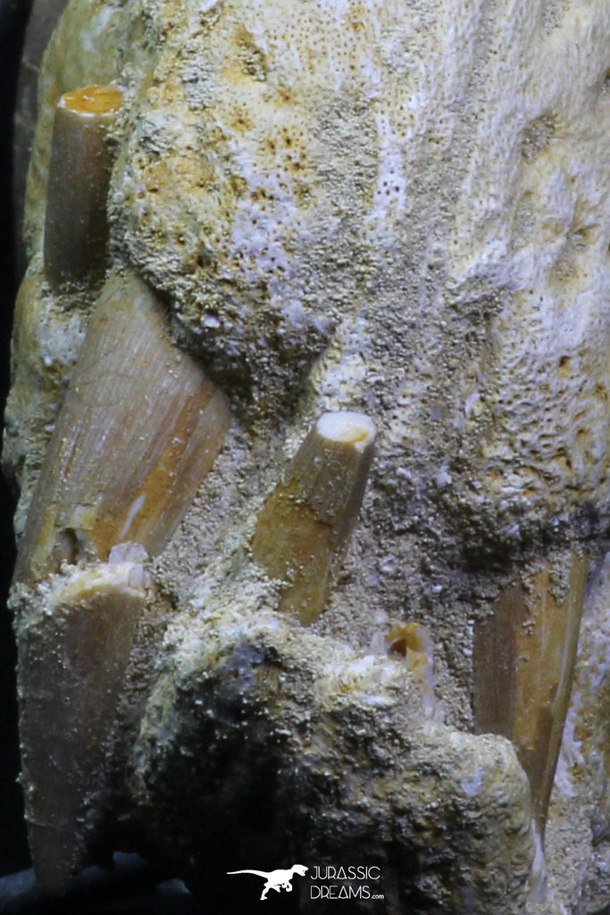 Museum Grade 7.67 Inch Dyrosaurus phosphaticus Fully Articulated Nose ...