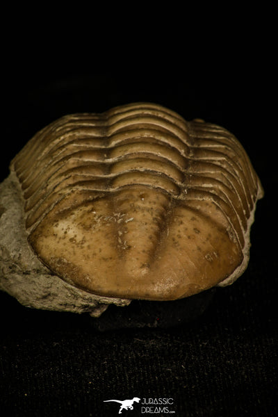 Nicely Preserved Asaphus expansus Middle Ordovician Trilobite Russia ...