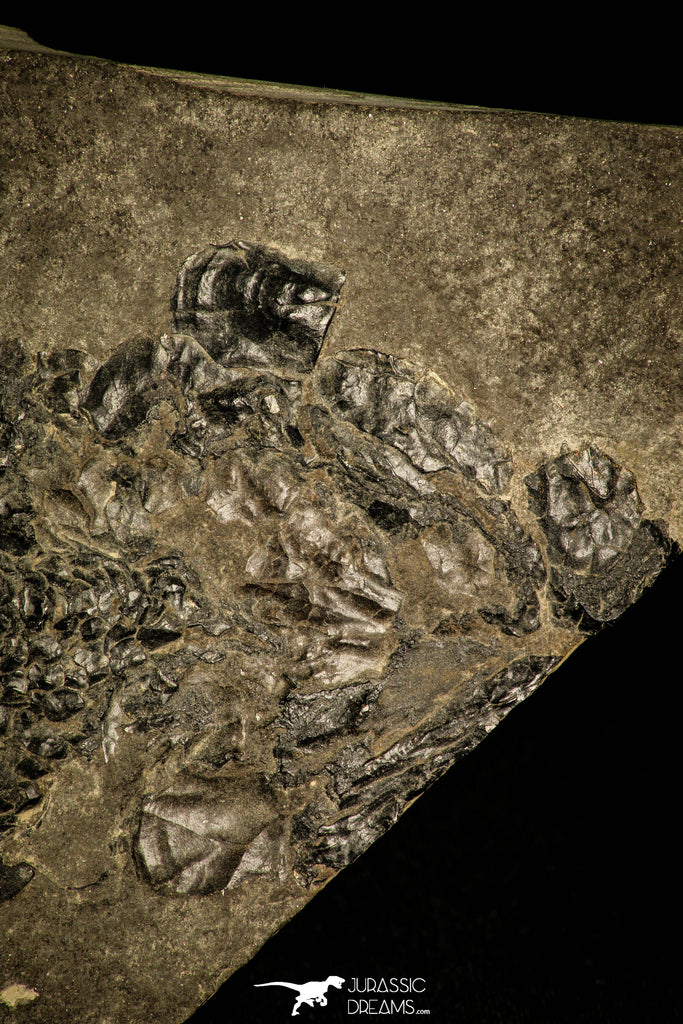 Devonian Lobed-Fin Fish (Osteolepis macrolepidotus) - Scotland ...