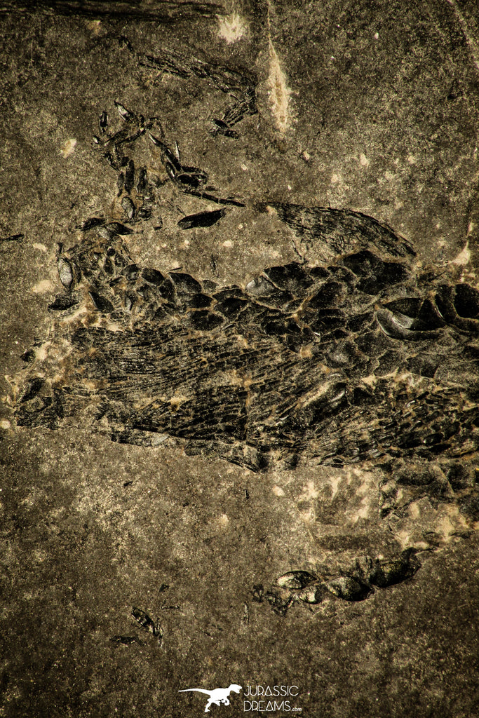 Devonian Lobed-Fin Fish (Osteolepis macrolepidotus) - Scotland ...
