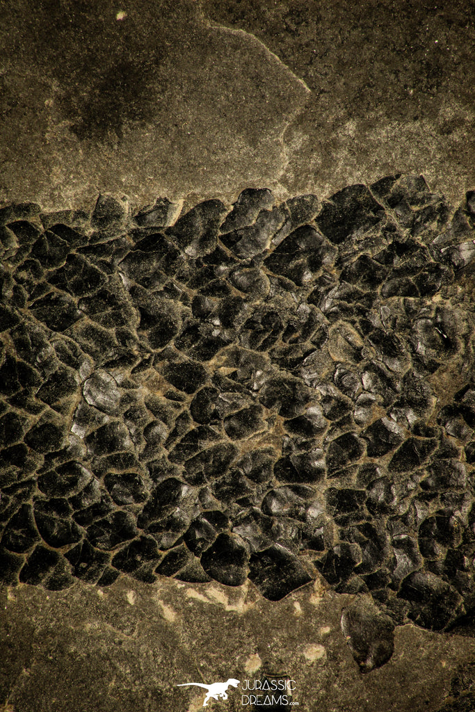 Devonian Lobed-Fin Fish (Osteolepis macrolepidotus) - Scotland ...