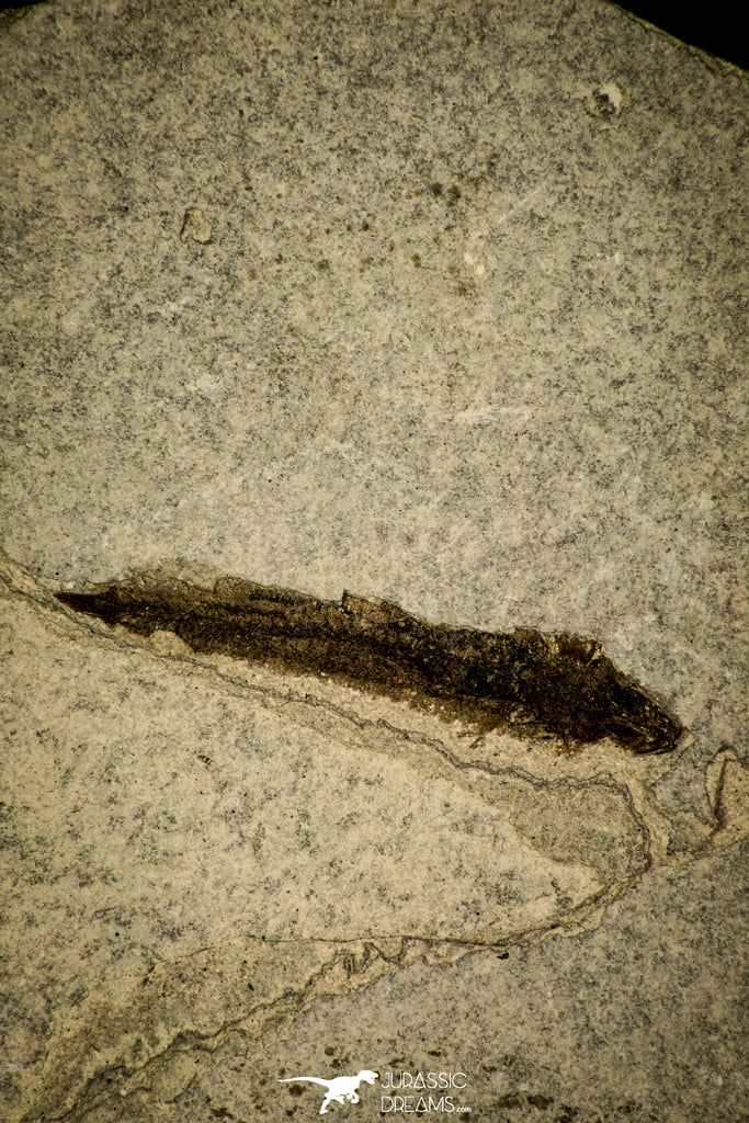 Top Rare Clupea catopygoptera Fossil Fish - Eocene Monte Bolca Italy ...