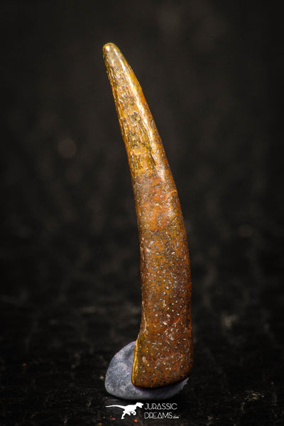 Top Beautiful 1.01 Inch Pterosaur (Coloborhynchus) Tooth Cretaceous ...