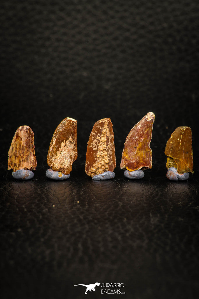 Great Collection of 5 Abelisaur Dinosaur Teeth Cretaceous KemKem Beds ...