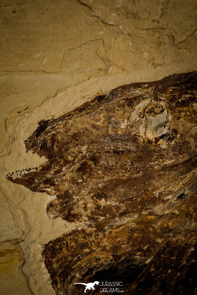 Museum Grade Paleobalistum goedeli Pycnodont Fish - Cretaceous Lebanon ...