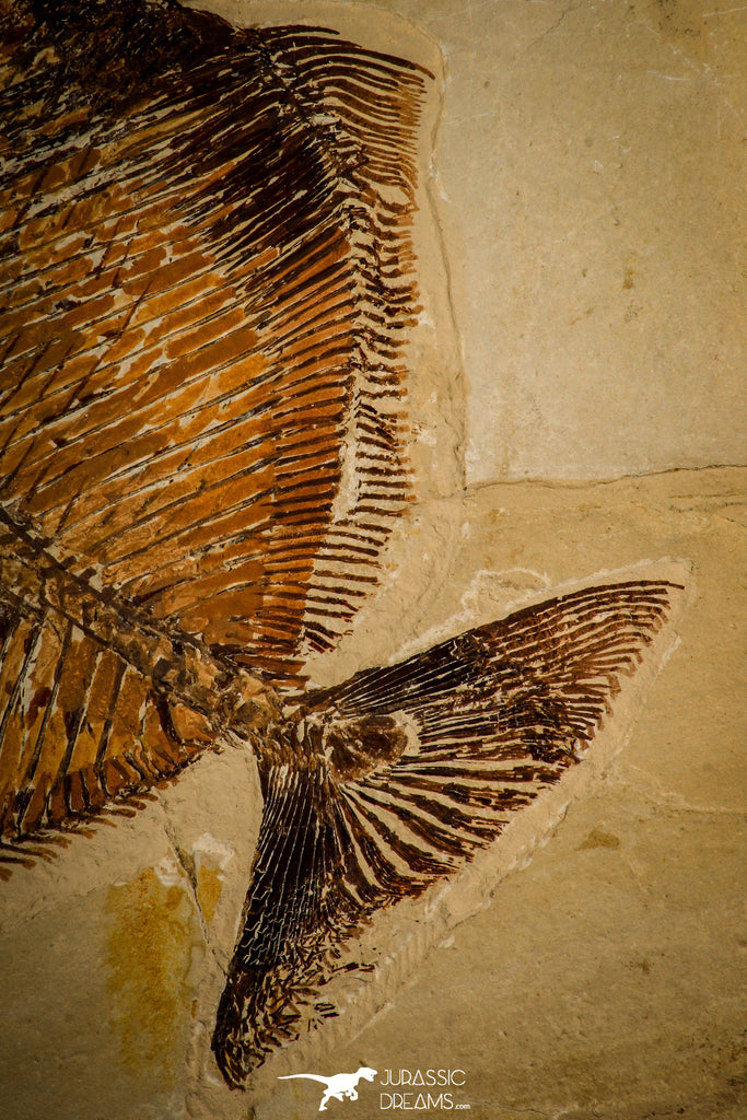 Museum Grade Paleobalistum goedeli Pycnodont Fish - Cretaceous Lebanon ...