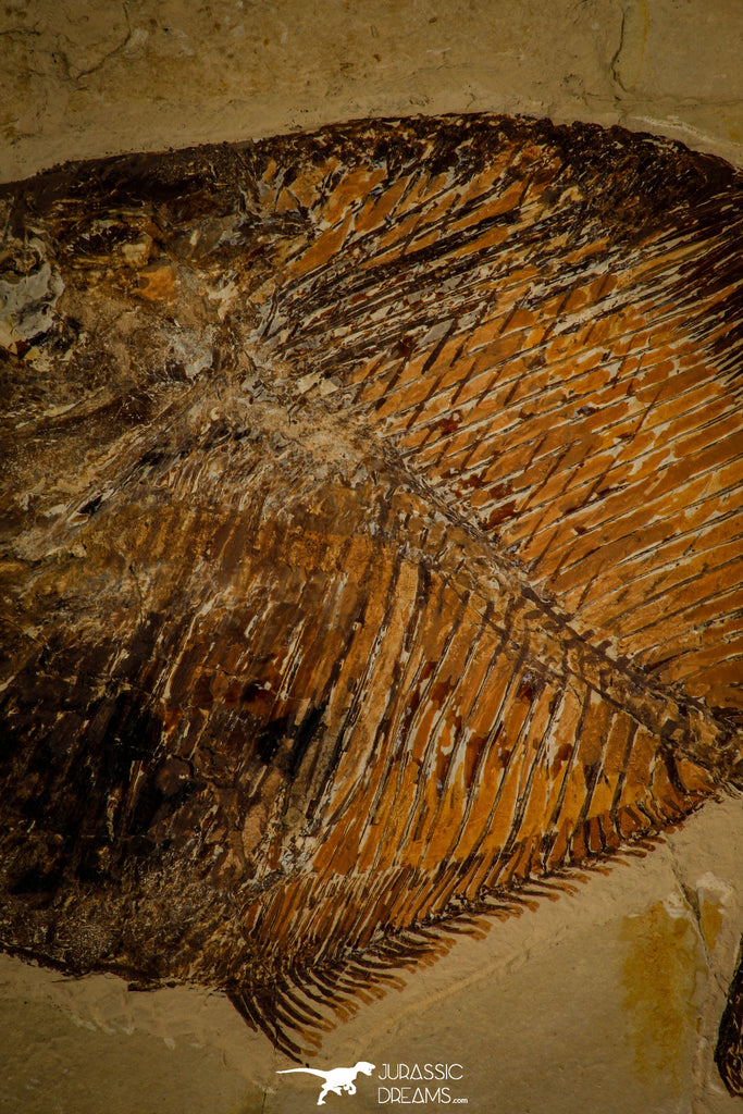 Museum Grade Paleobalistum goedeli Pycnodont Fish - Cretaceous Lebanon ...